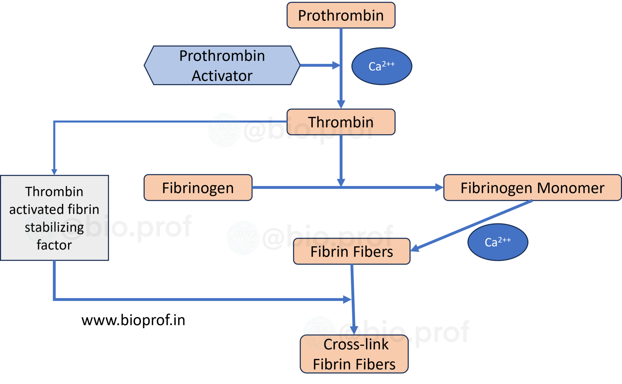 Hemostasis: Formation of a Platelet Plug and Blood clotting - BioProf