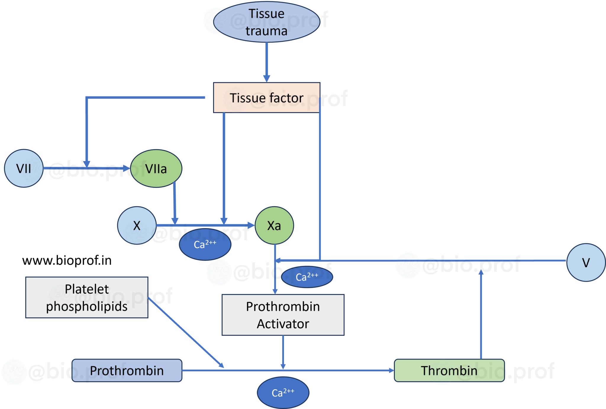 Hemostasis: Formation of a Platelet Plug and Blood clotting - BioProf